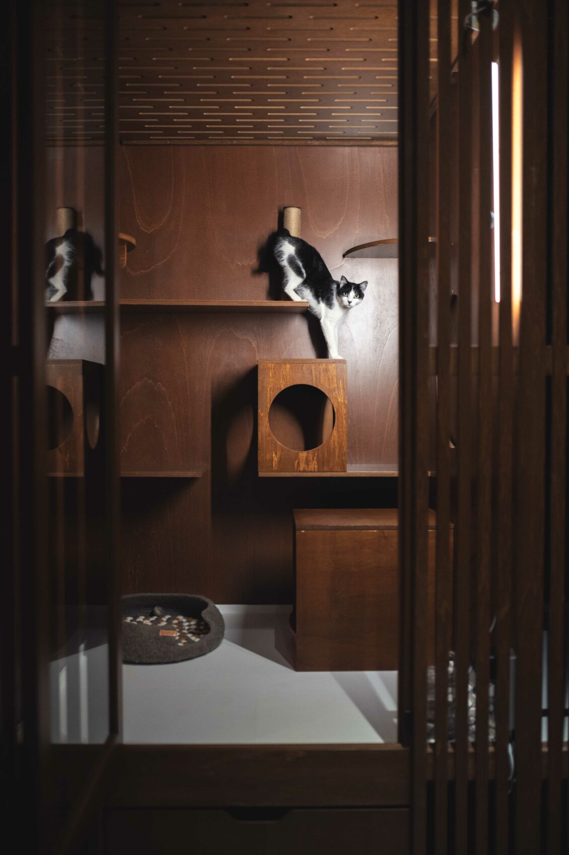 Hôtel pour chats Nice | Pension chat Nice | Solution de garde pendant ...